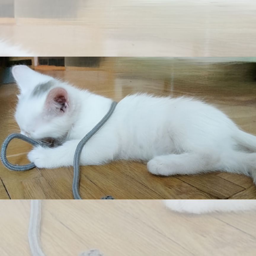 Котёнок в добрые руки