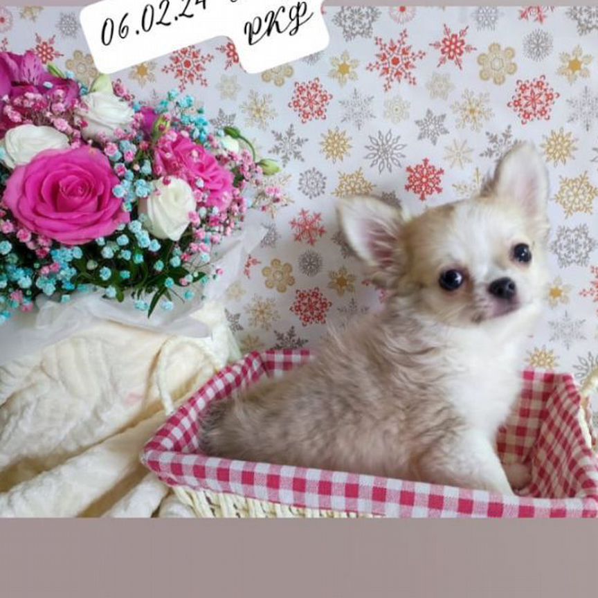 Чихуахуа щенки с родословной