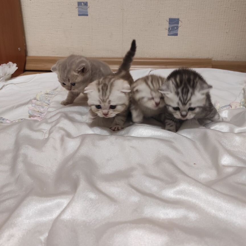 Шотландская вислоухая