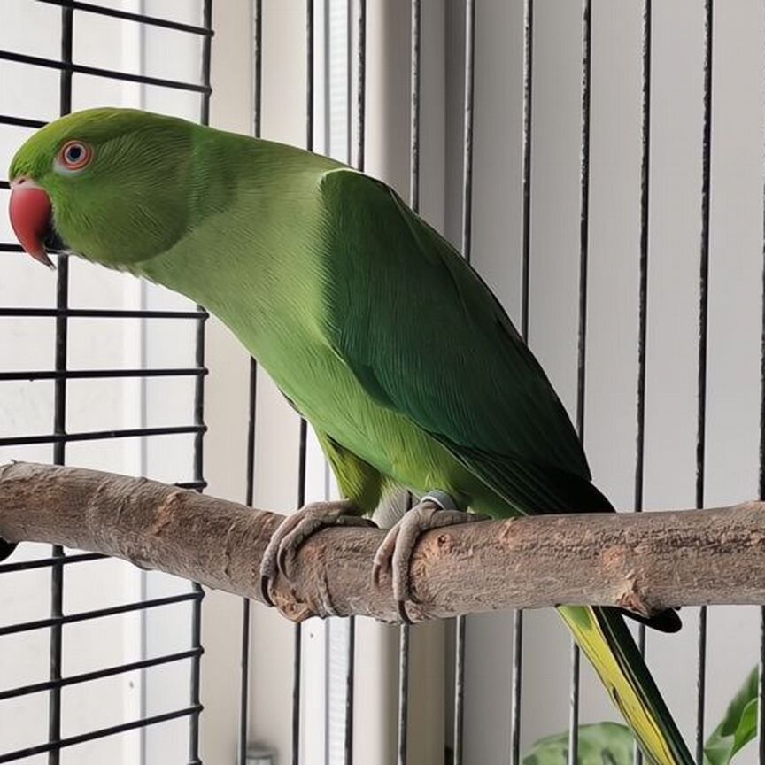 Ожереловый попугай говорящий