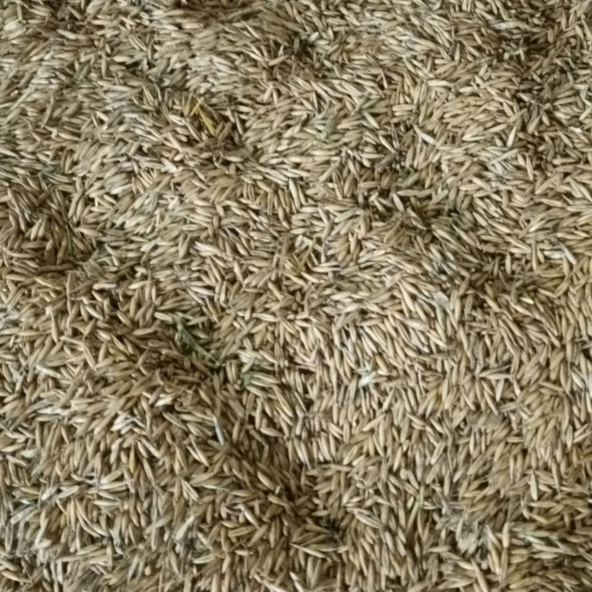 Продам ячмень, овёс