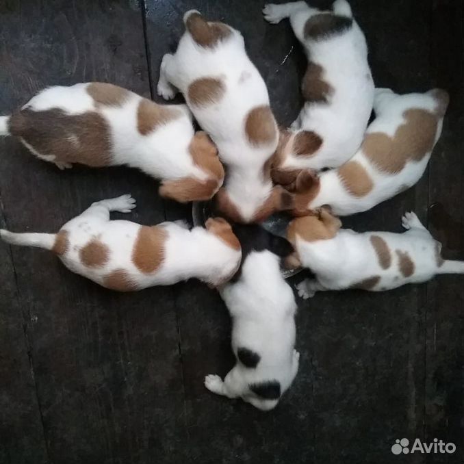 Джек расл терьер щенки