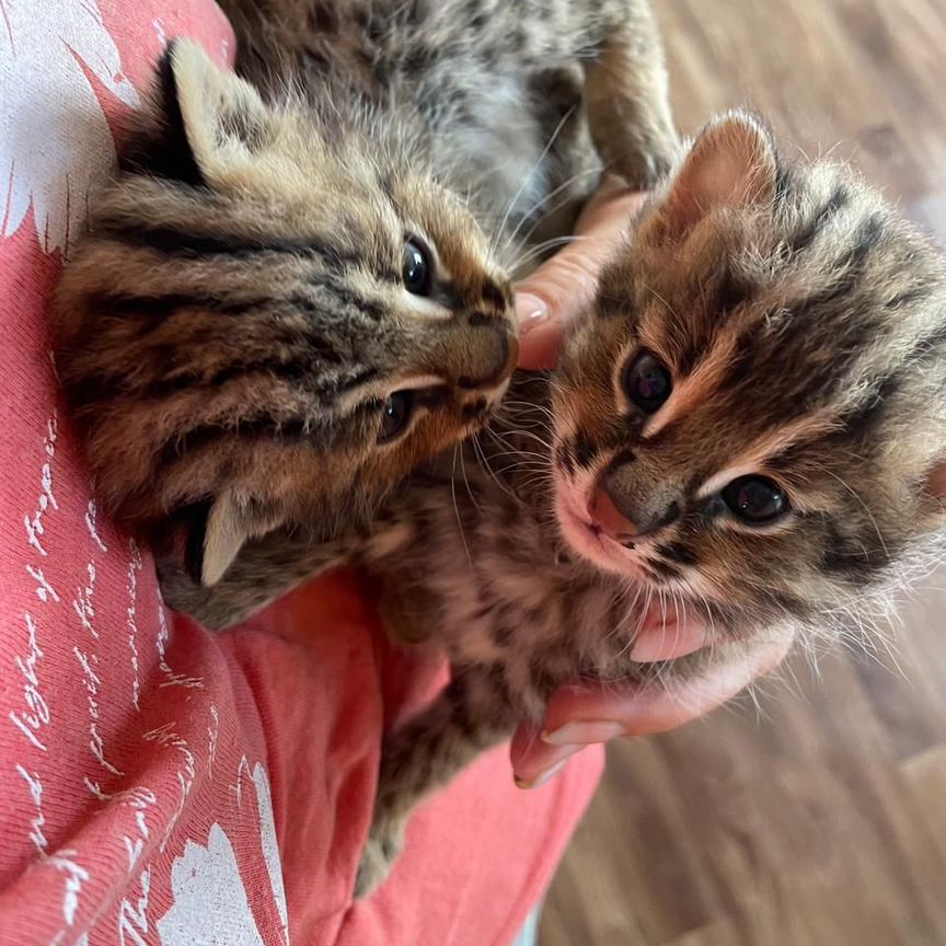 Котята
