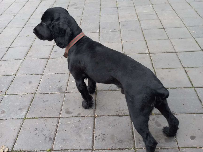 Вязка Кокер-Спаниэль брутальный парень