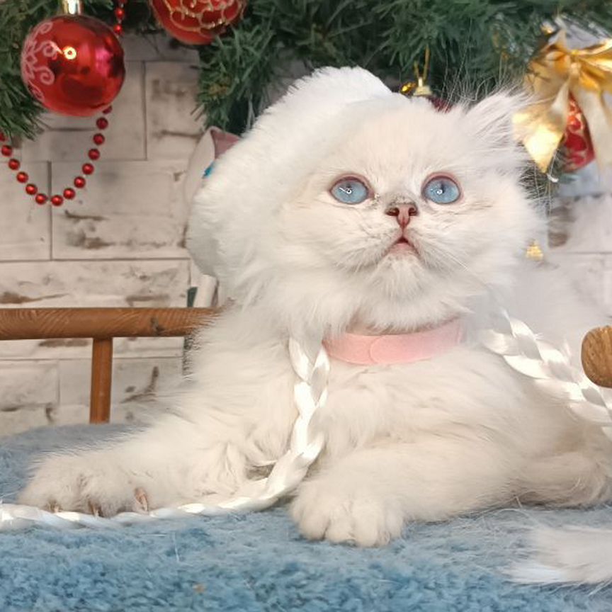 Британская д/ ш кошка