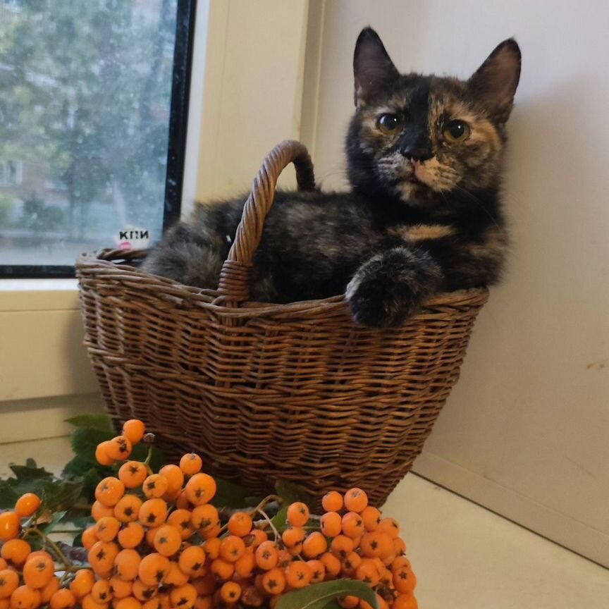Котёнок