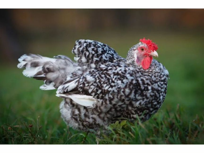 Куры породы пушкинская