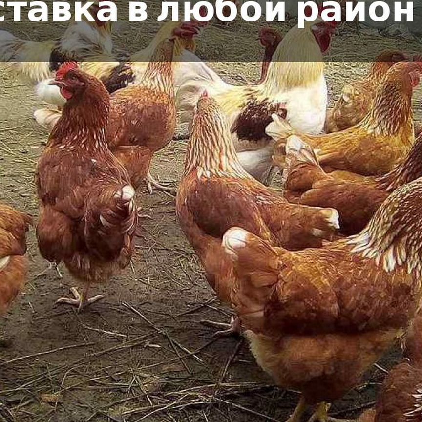 Куры несушки подрощенные с доставкой