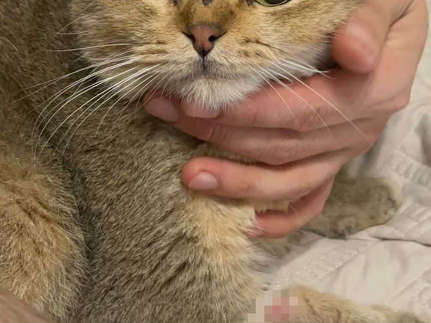 Шотландский кот Ричард