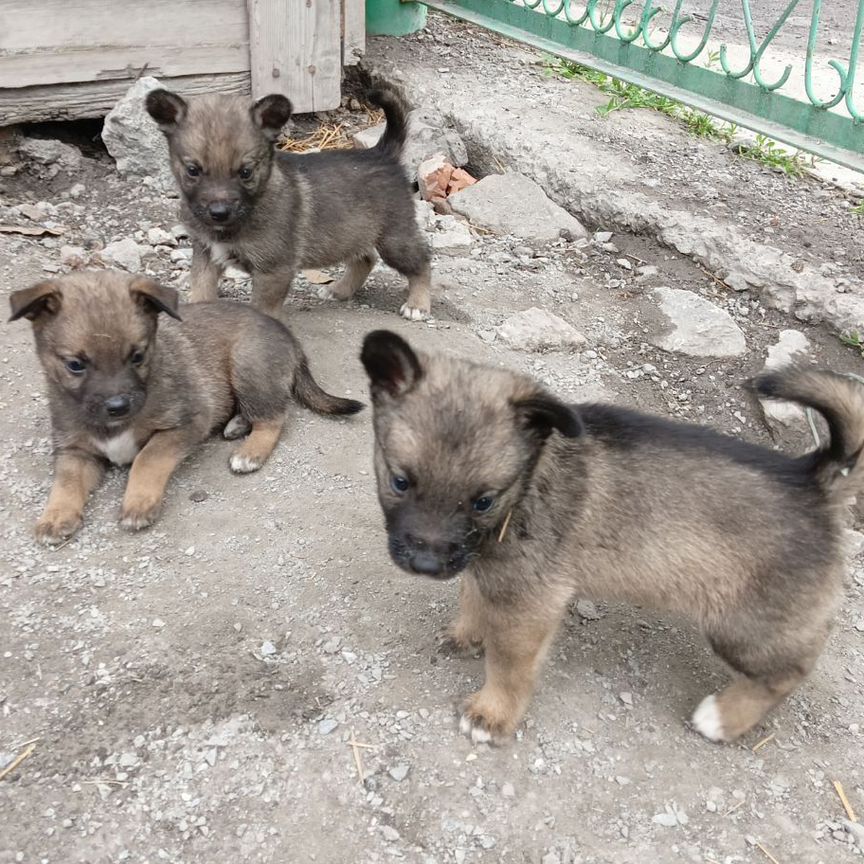Отдам в добрые руки малышей