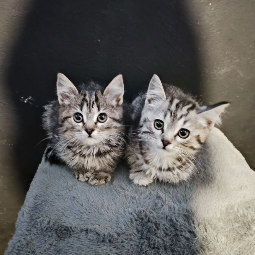 Домашние животные котята