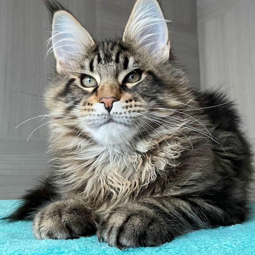 Мейн-кун котёнок