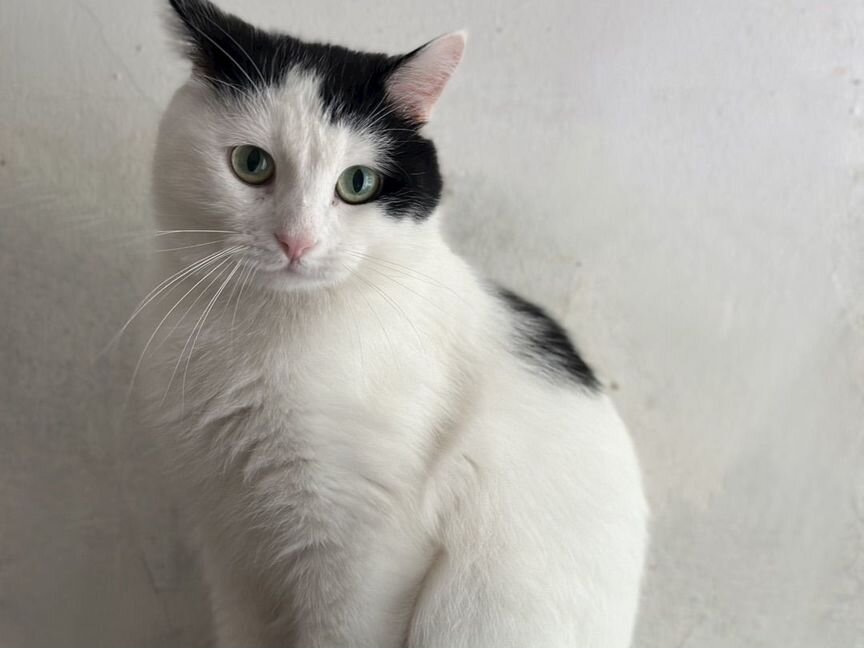 Котик 1.5 года в добрые руки