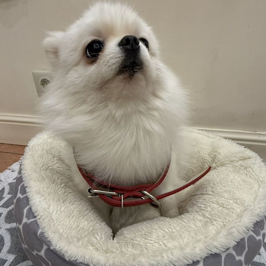 Ошейник для собак