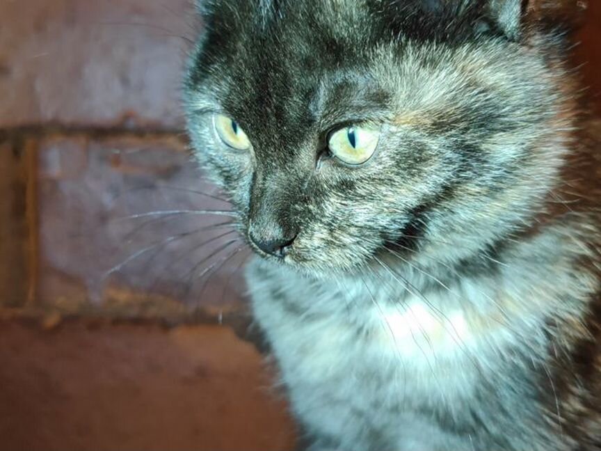 Котёнок Котёночек котёночек