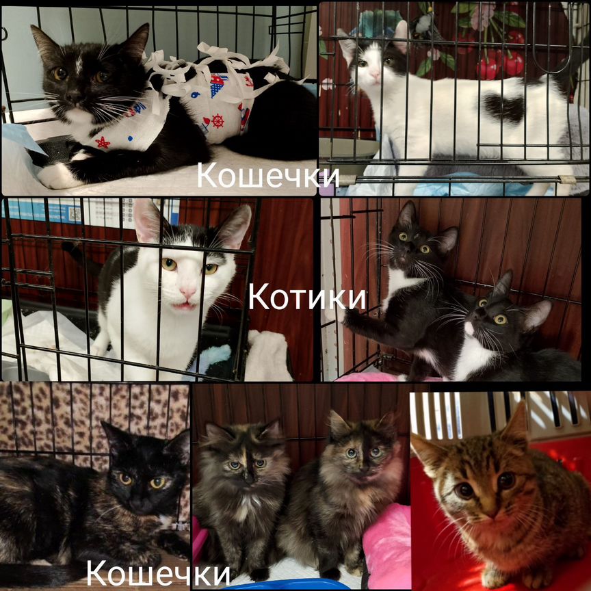 Котята без дома сидят в клетках