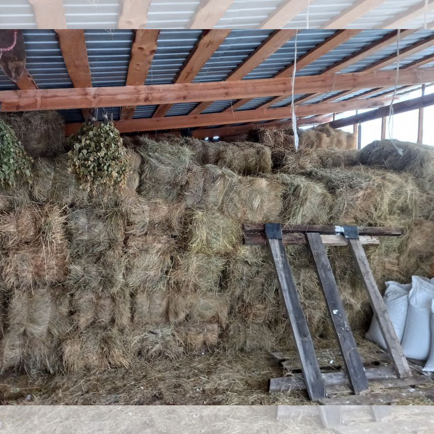 Сено в квадратных тюках