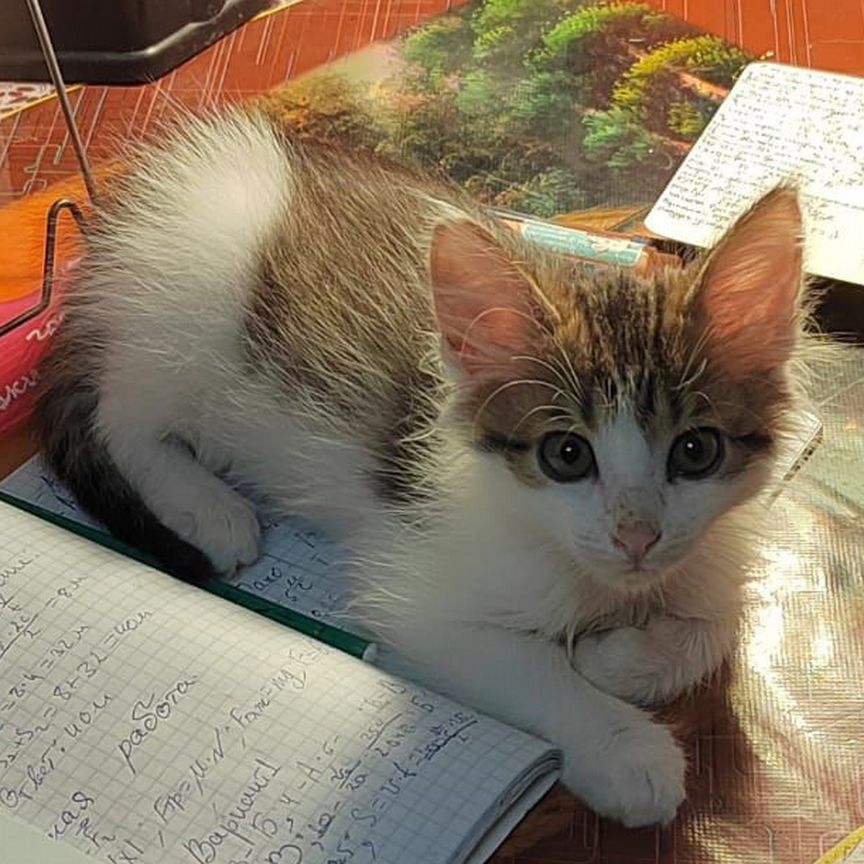 Котёнок в добрые руки