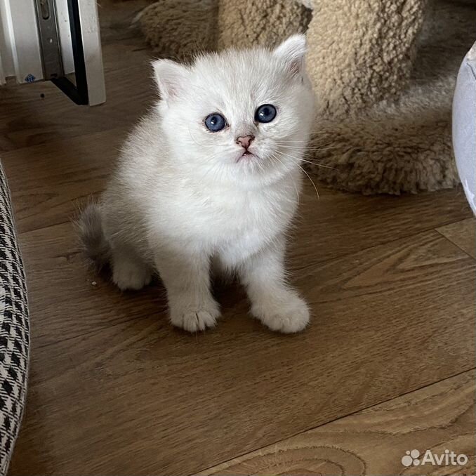 Британская короткошерстная шиншилла