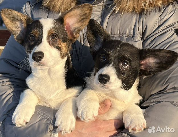 Вельш-корги кардиган веселые девочки