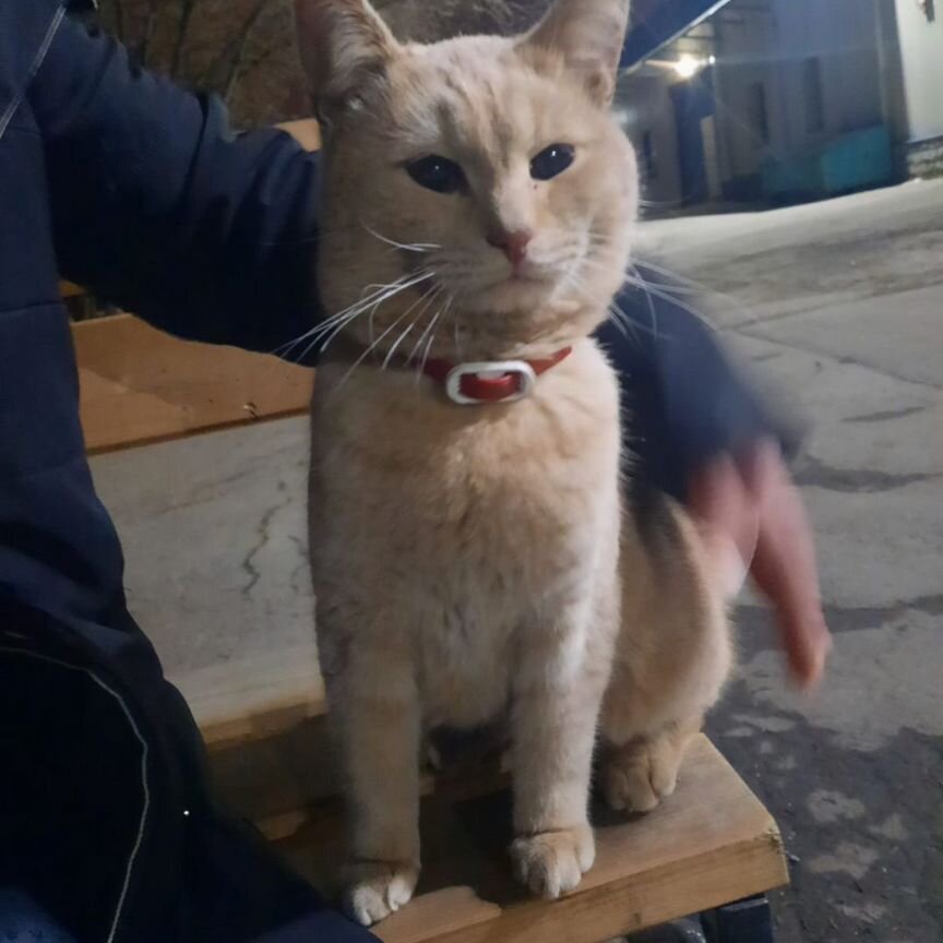 Пропавший кот