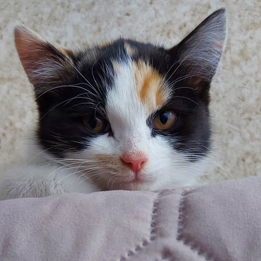 Очаровательный котенок в добрые руки