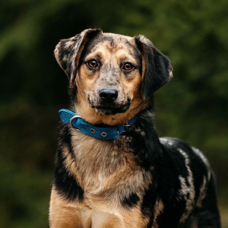 Мерлевая красотка Леди, возрастом 1 год