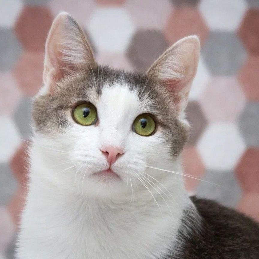 Совёнок котик подросток