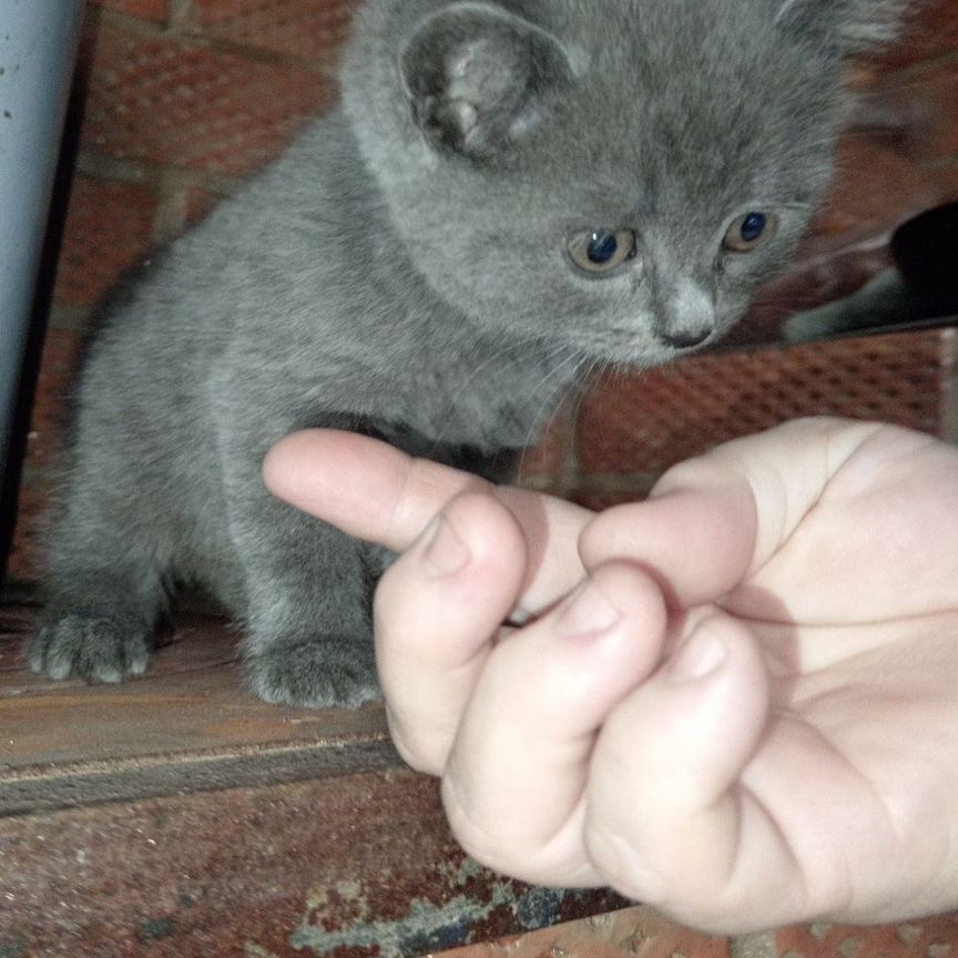 Отдам котенка