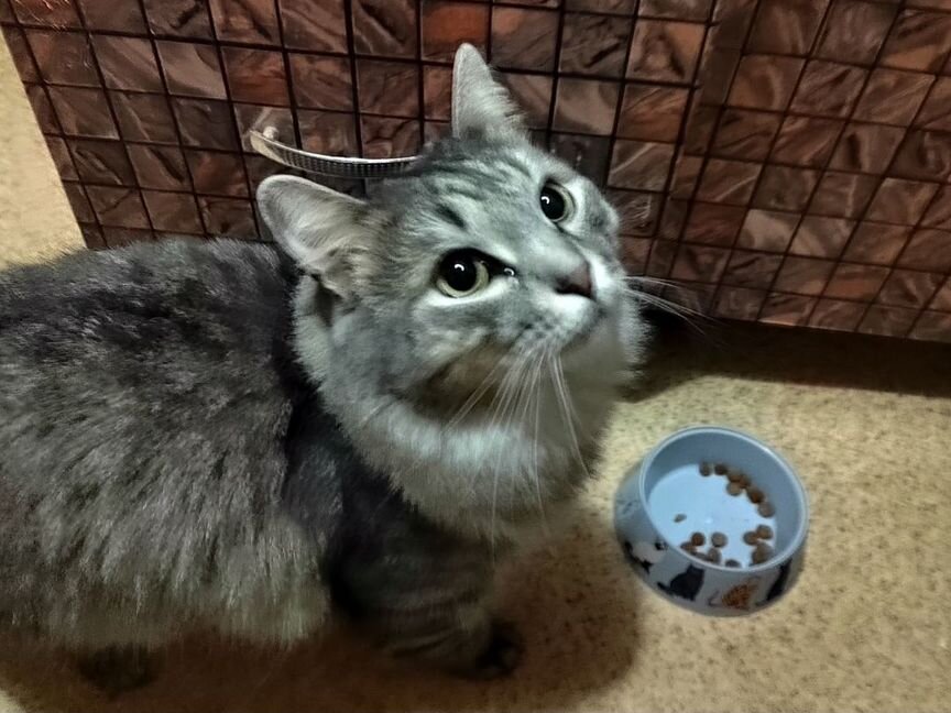 Коты