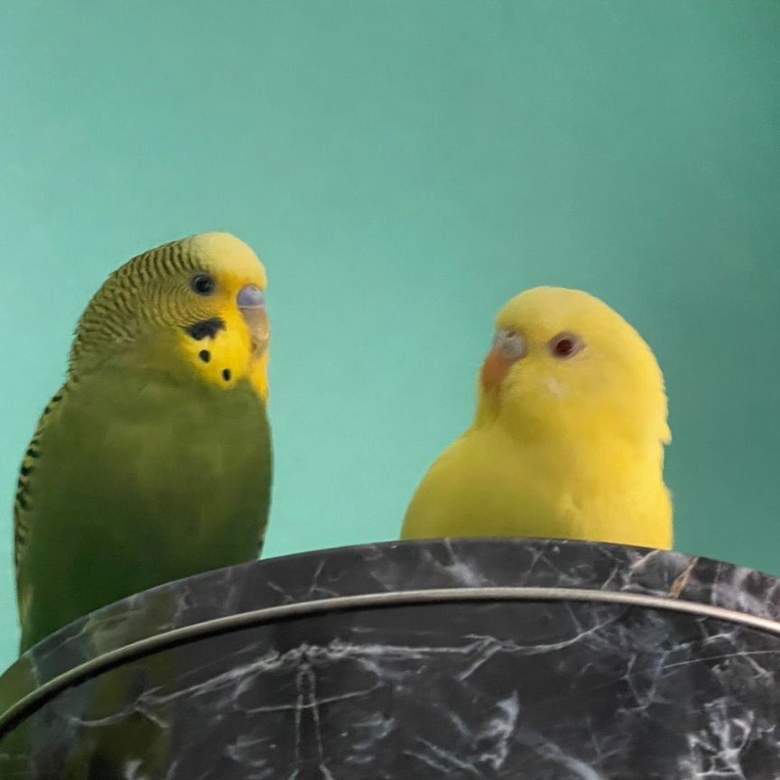 Отдам парочку волнистых попугаев