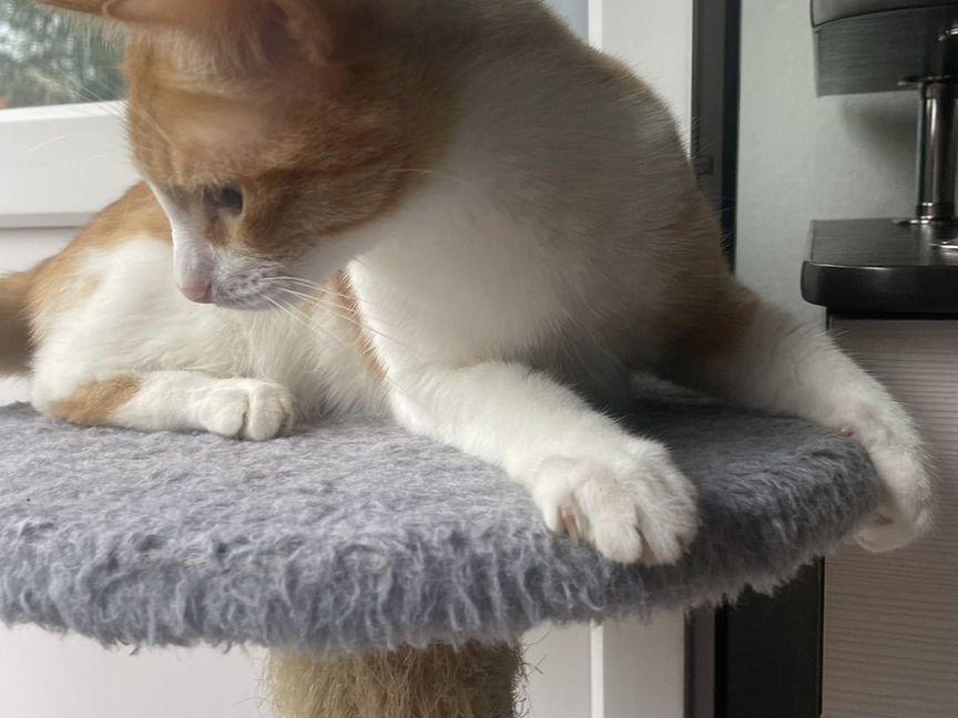 Кошки