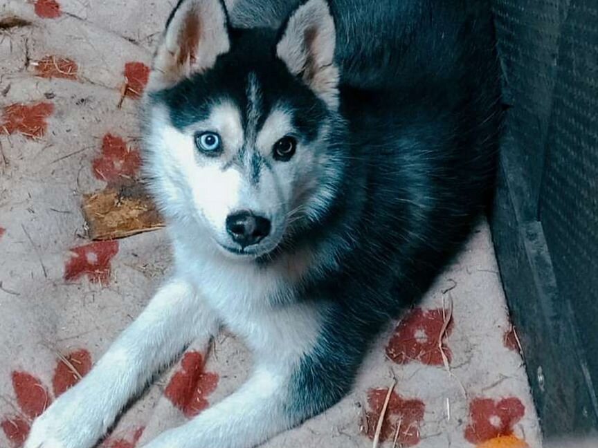 Сибирской хаски мальчик