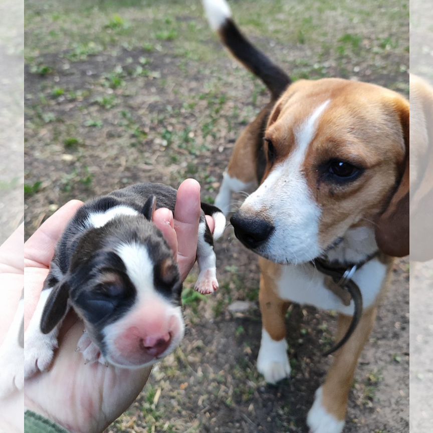 Щенки бигль