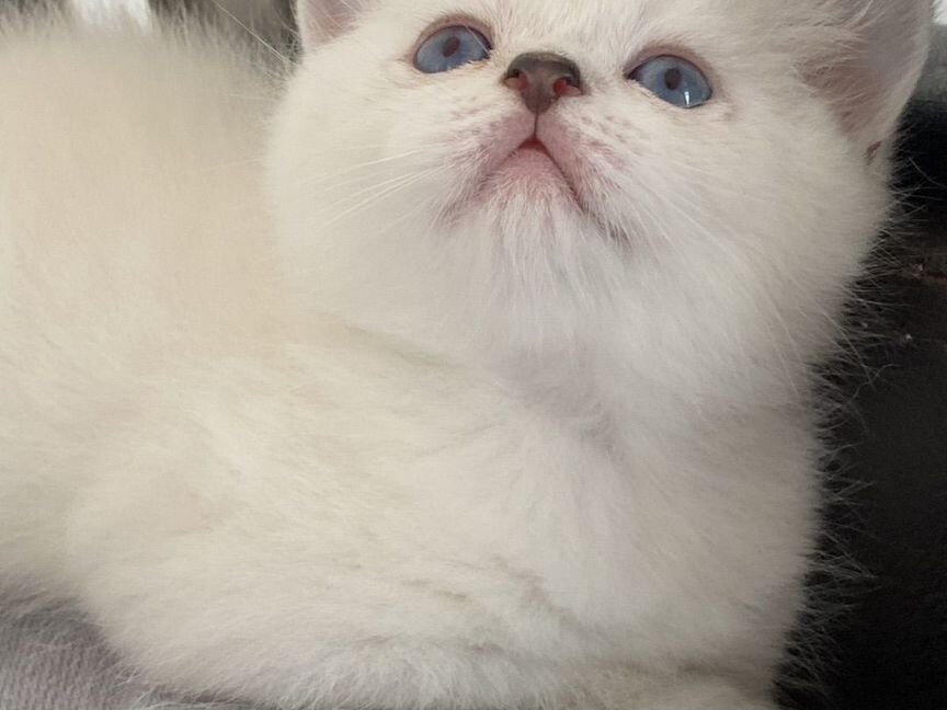 Шотладская страйт мальчик