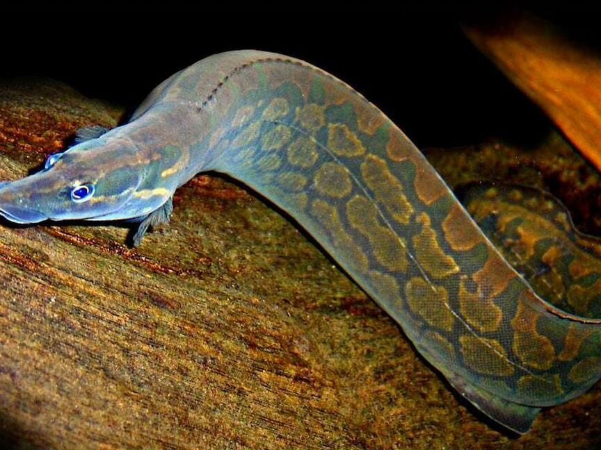 Мастаценбел панцирный