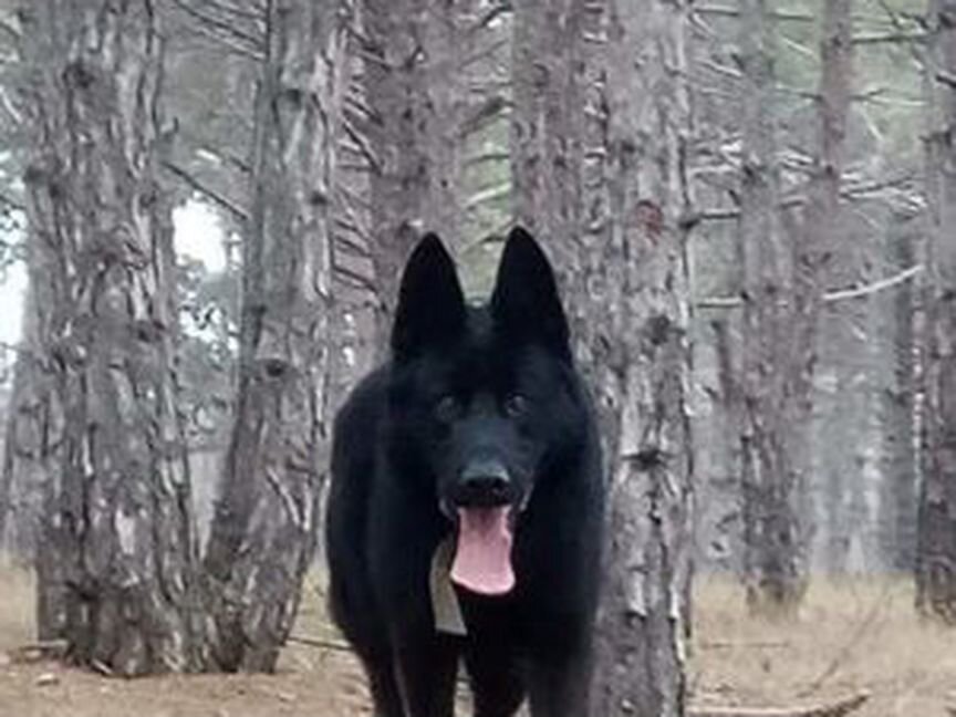 Вязка.Немецкая овчарка. Кабель