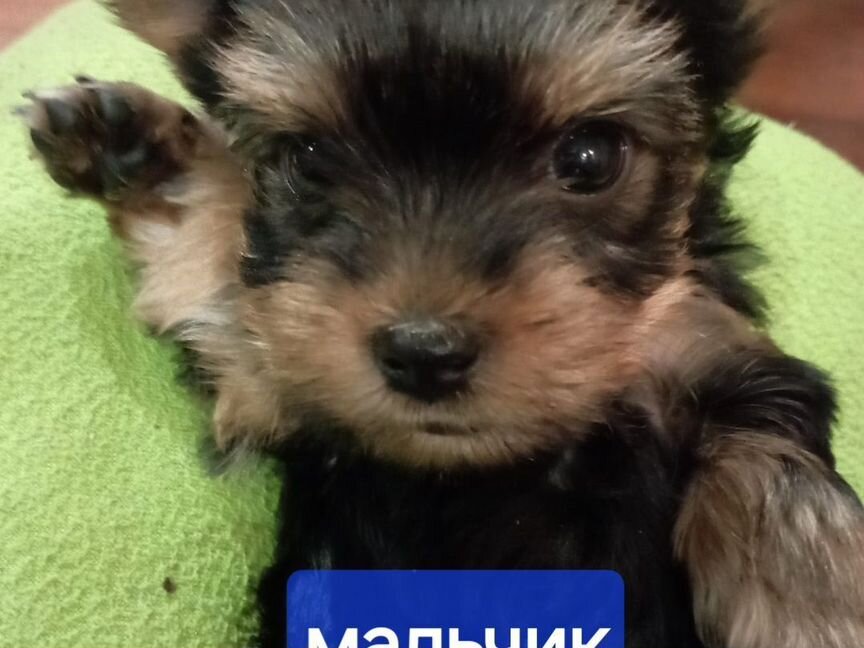 Йоркширский терьер детеныши