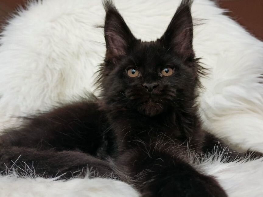 Мейн-кун кот