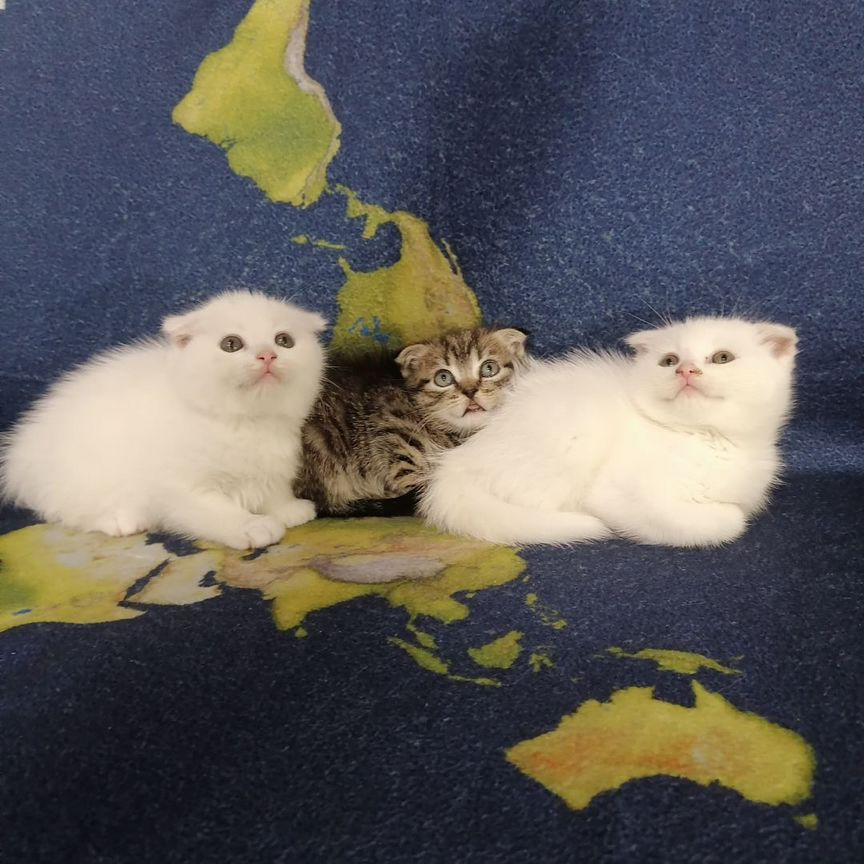 Осталась одна девочка. Отдам бесплатно