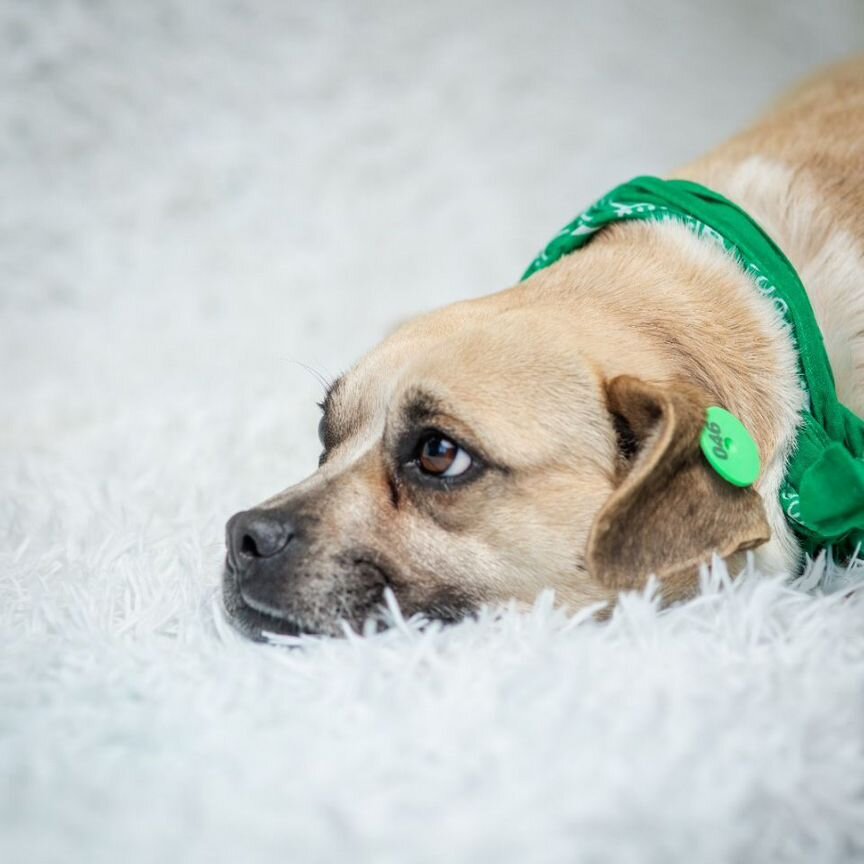 Ванильная плюшечка Марта