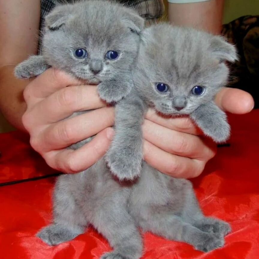 Голубые вислоухие плюшки)