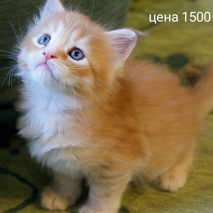 Пушистые сибирские котята