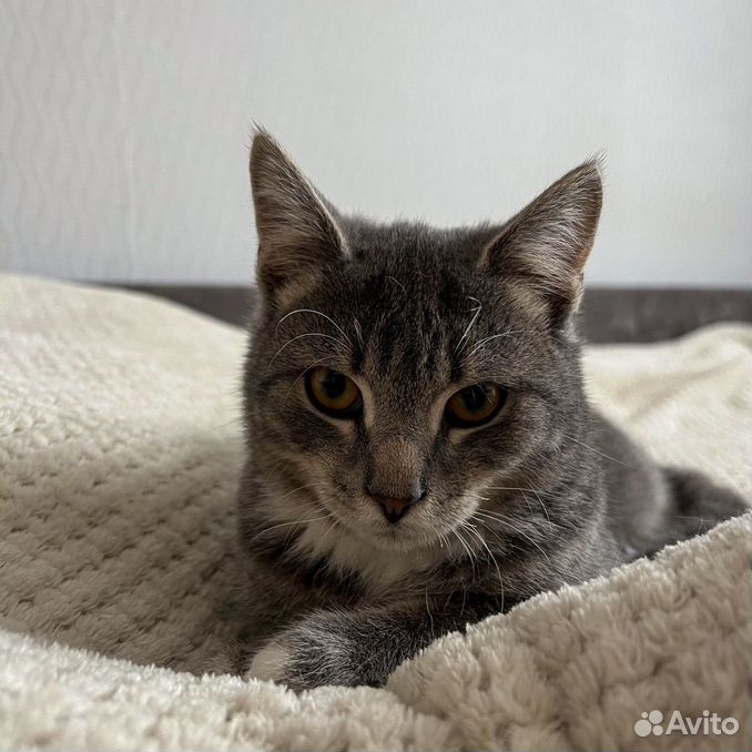Котенка заразили чумкой