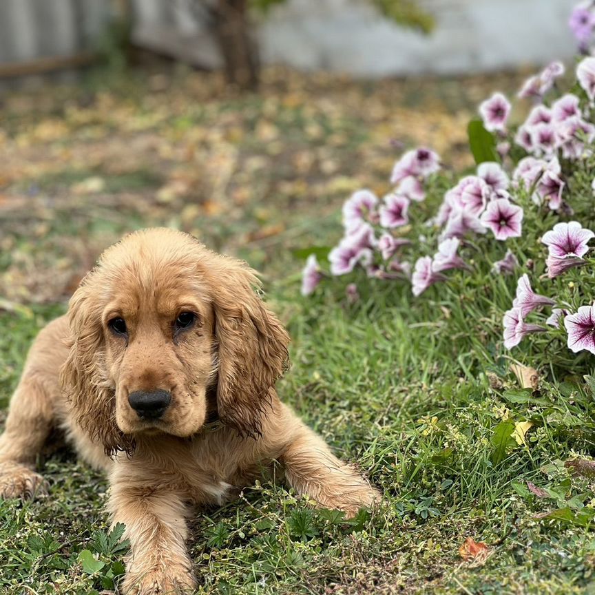 Продам щенка спаниель