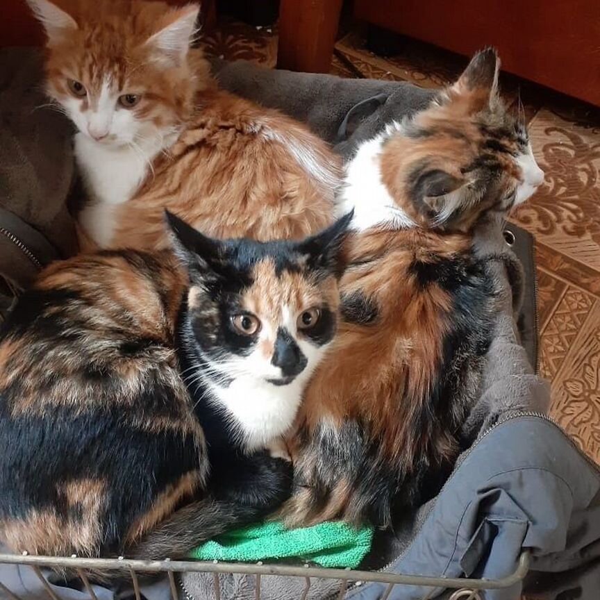 Ласковые, воспитанные котята