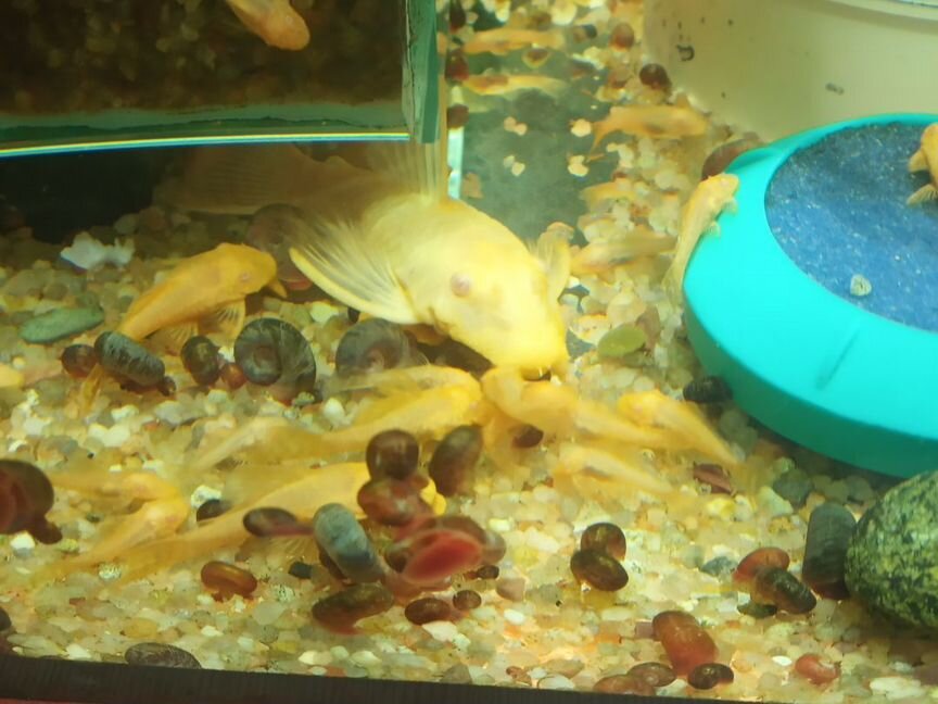 Сомик золотистый