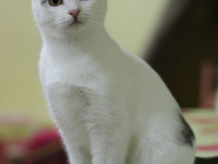 Кошечка Адель ищет дом