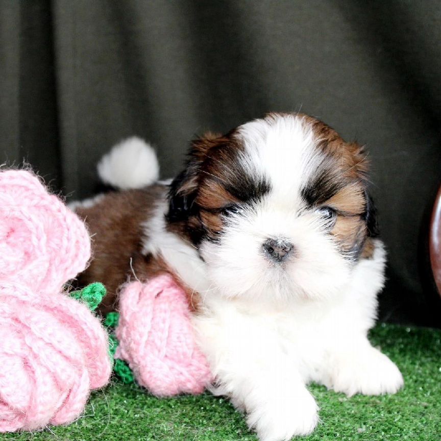 Ши-тцу позитивчики