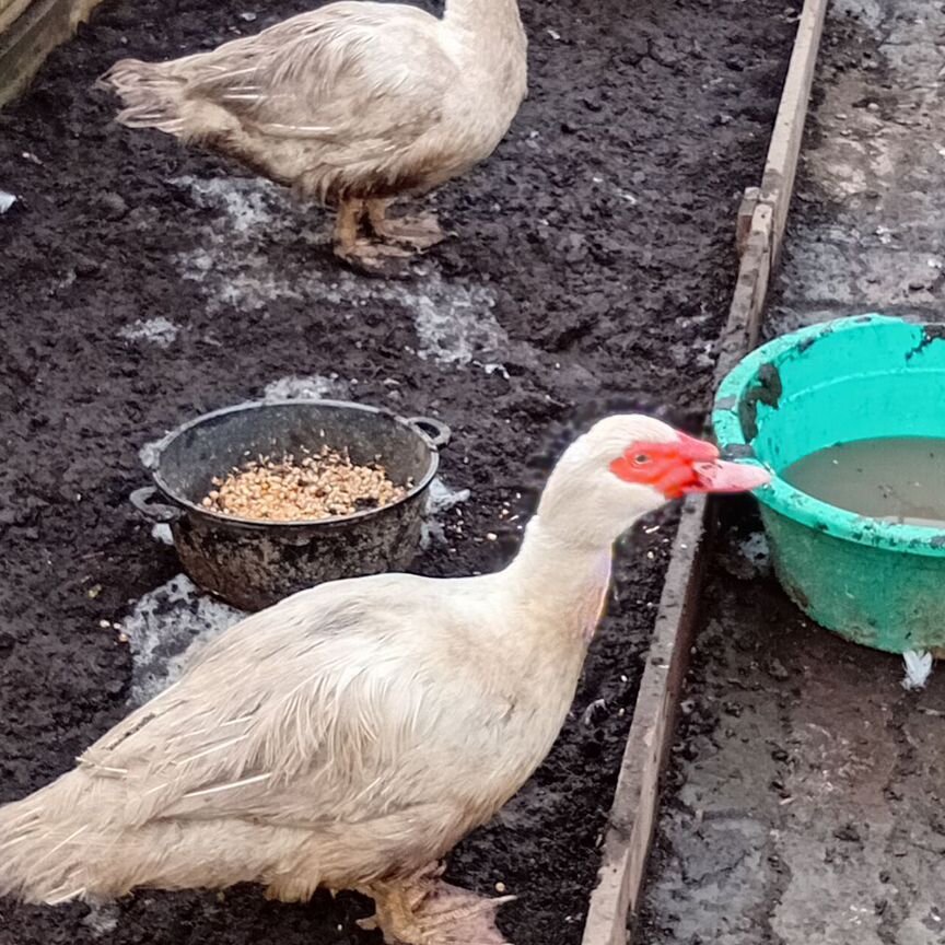 Селезень на мясо